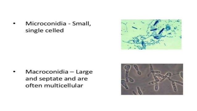 Introduction to Fungi | PPTX