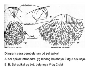 3 Jaringan Meristem.pptx