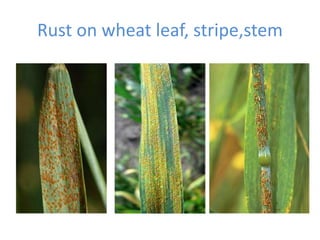 MOST ACCEPTED CLASSIFICATION OF PLANT DISEASE BY SOMBIR KASHYAP | PPTX