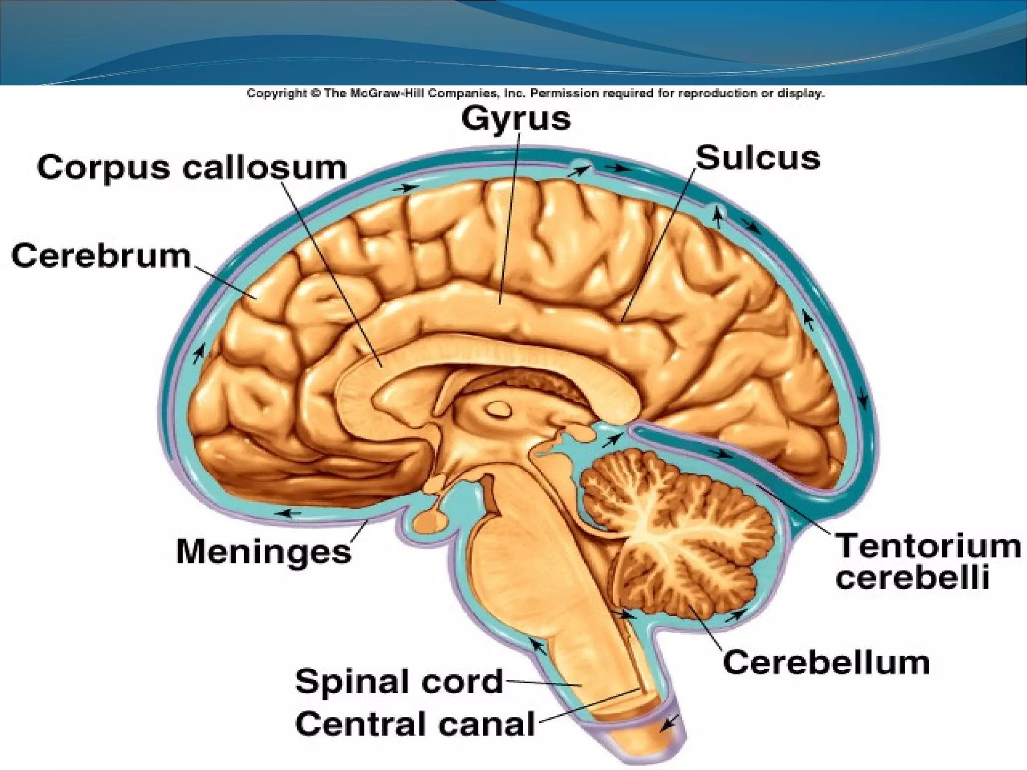 Anatomy of the Cerebrum | PPT