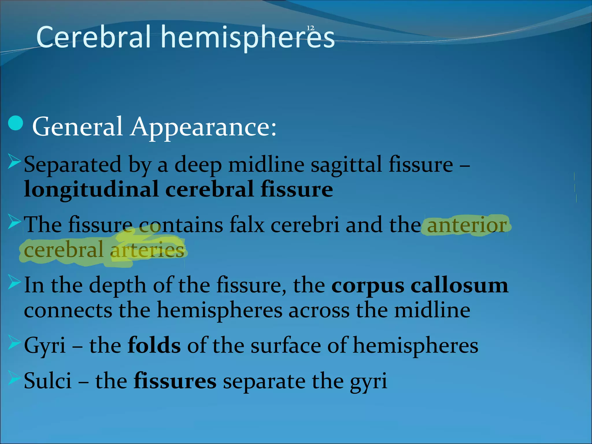 Anatomy of the Cerebrum | PPT