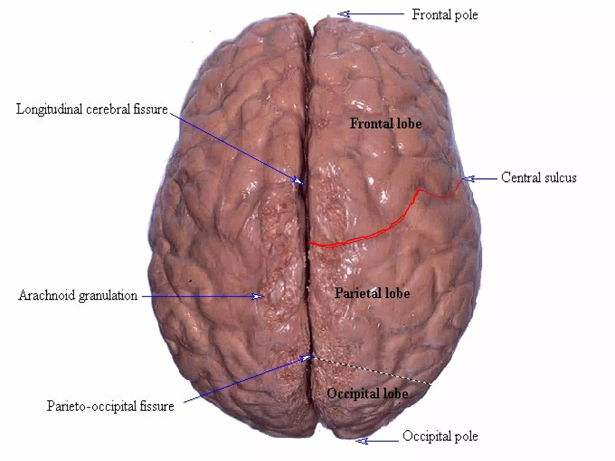 Anatomy of the Cerebrum | PPT