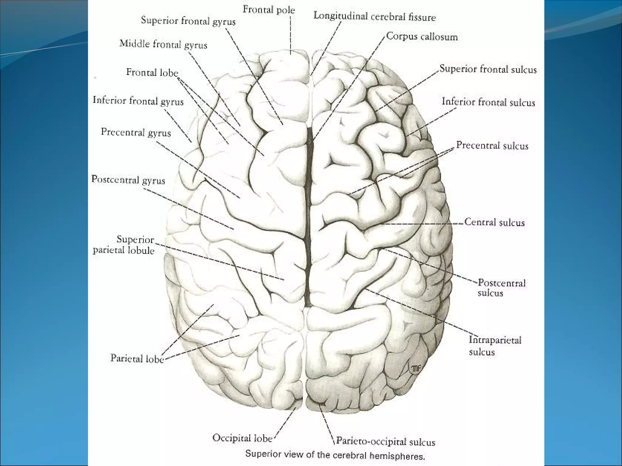 Anatomy of the Cerebrum | PPT