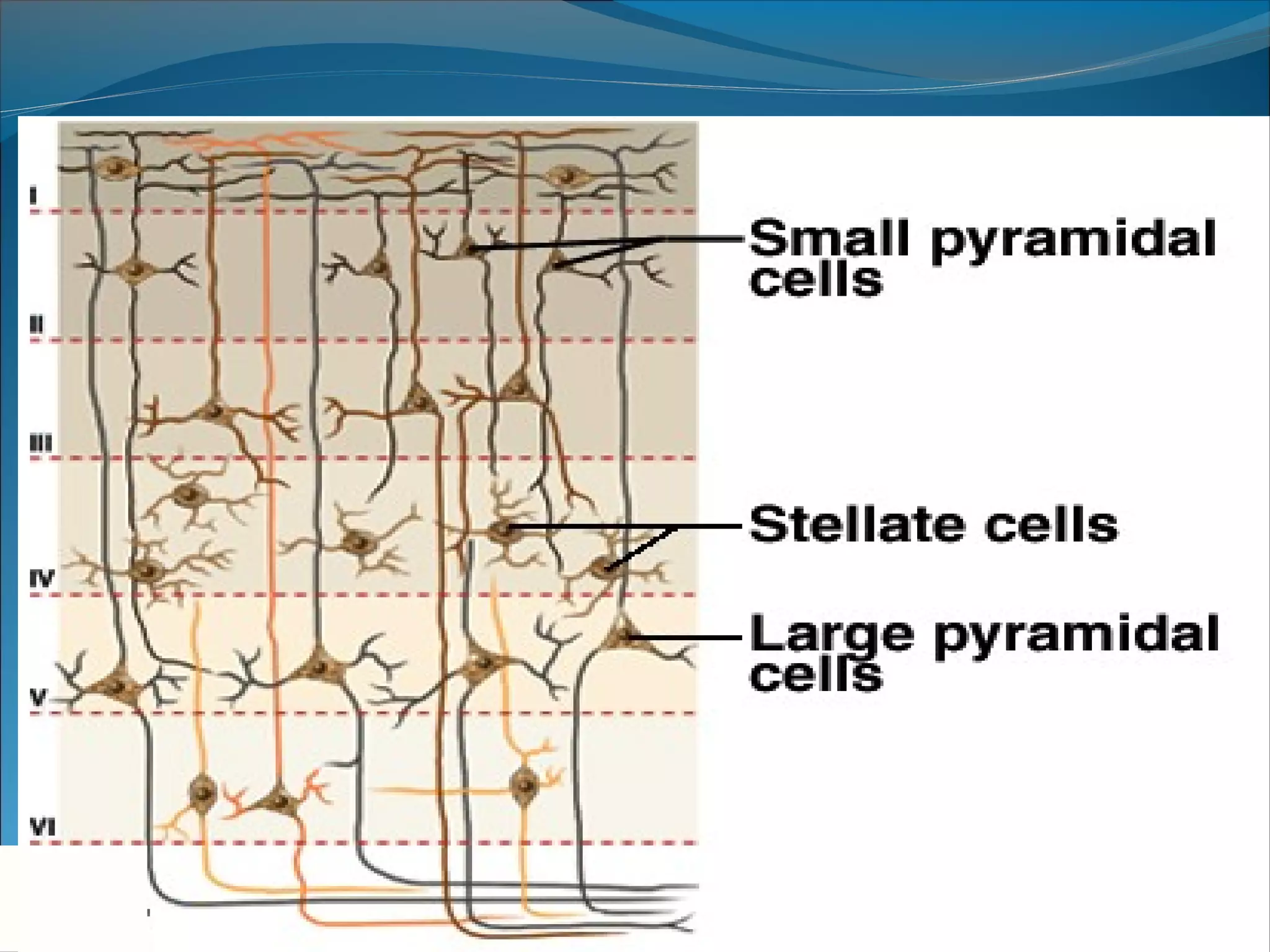 Anatomy of the Cerebrum | PPT