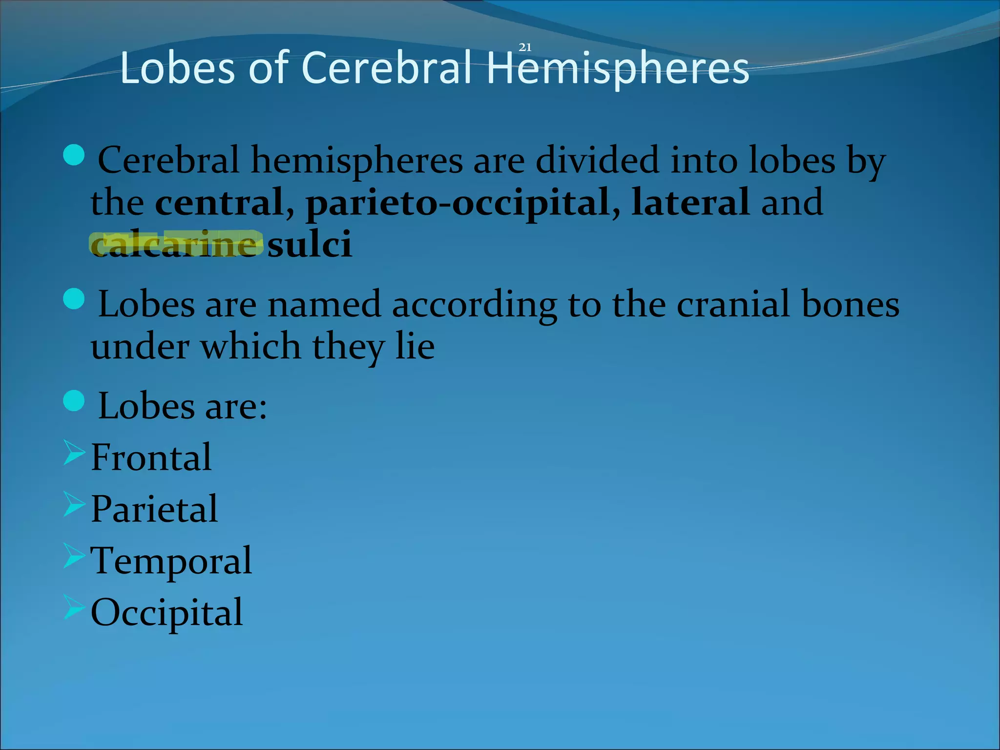 Anatomy of the Cerebrum | PPT