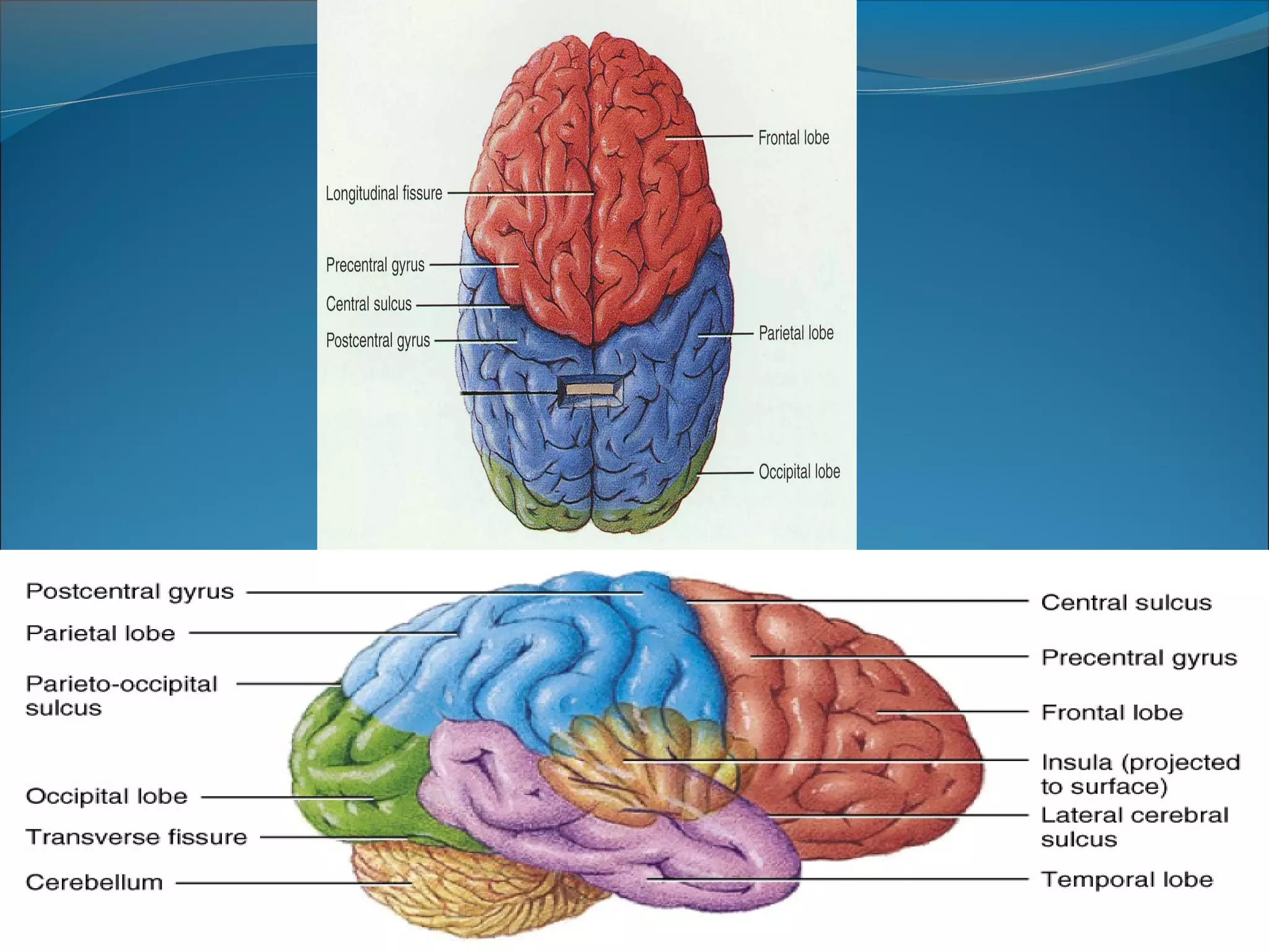 Anatomy of the Cerebrum | PPT