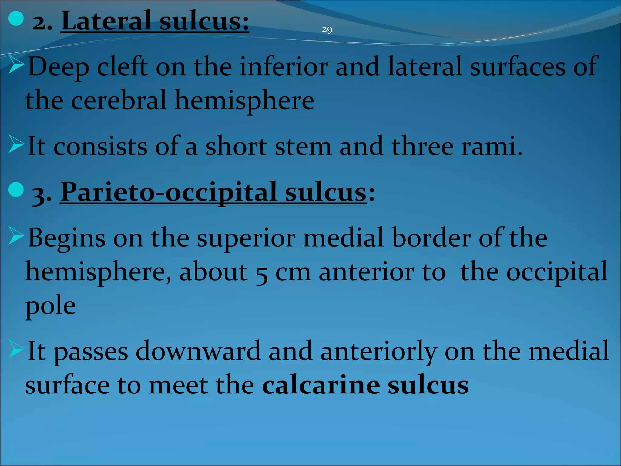 Anatomy of the Cerebrum | PPT