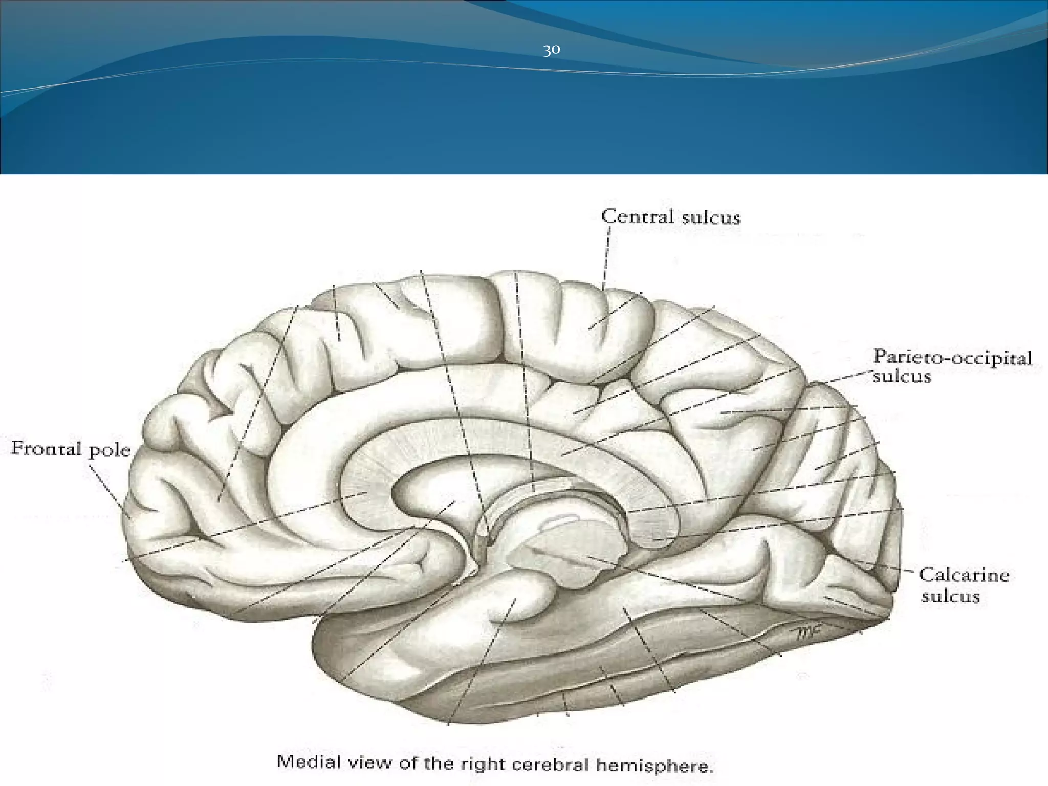 Anatomy of the Cerebrum | PPT