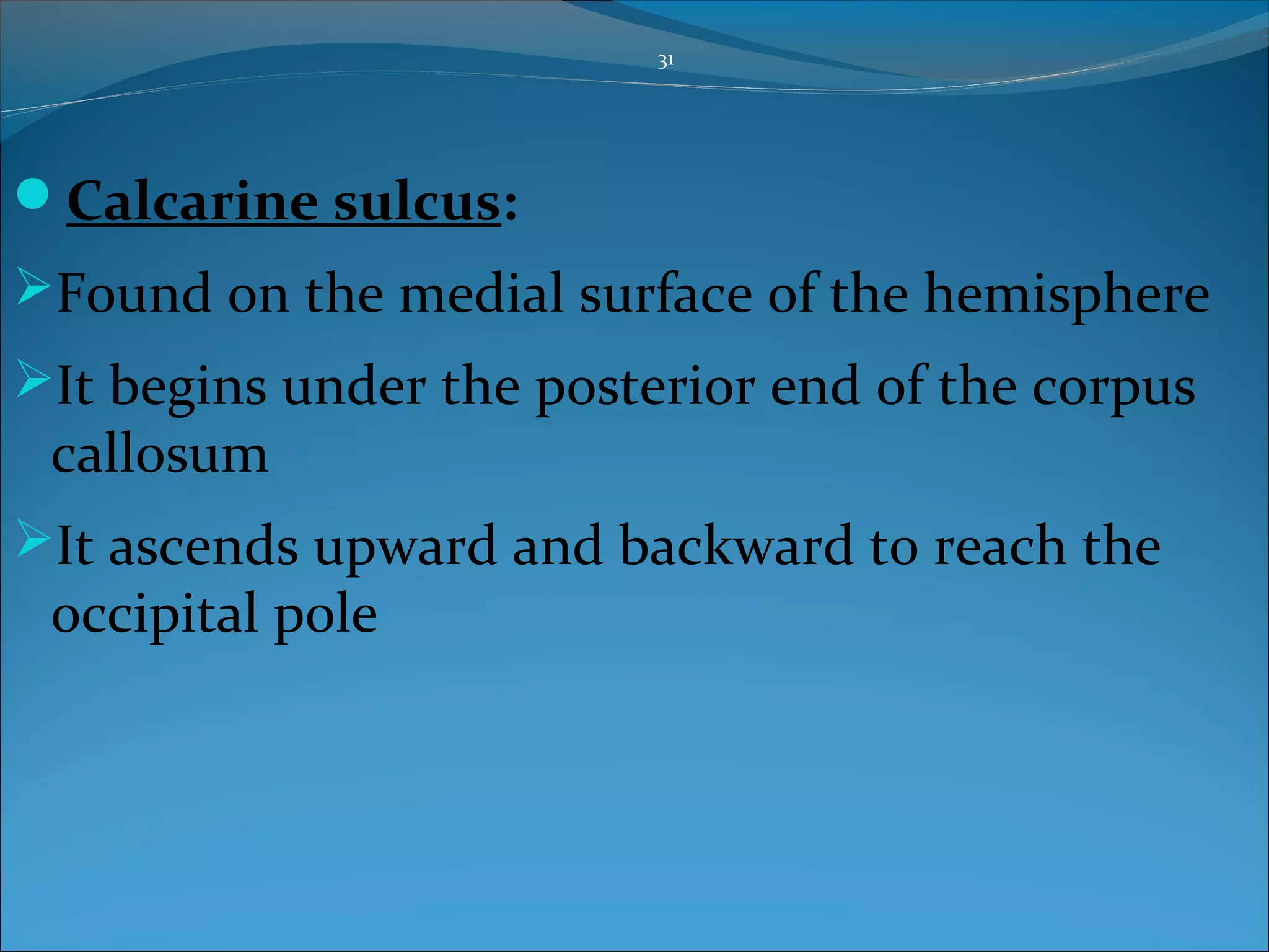 Anatomy of the Cerebrum | PPT