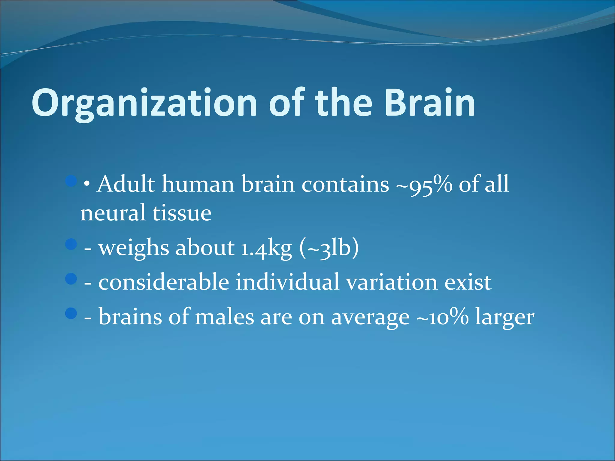 Anatomy of the Cerebrum | PPT