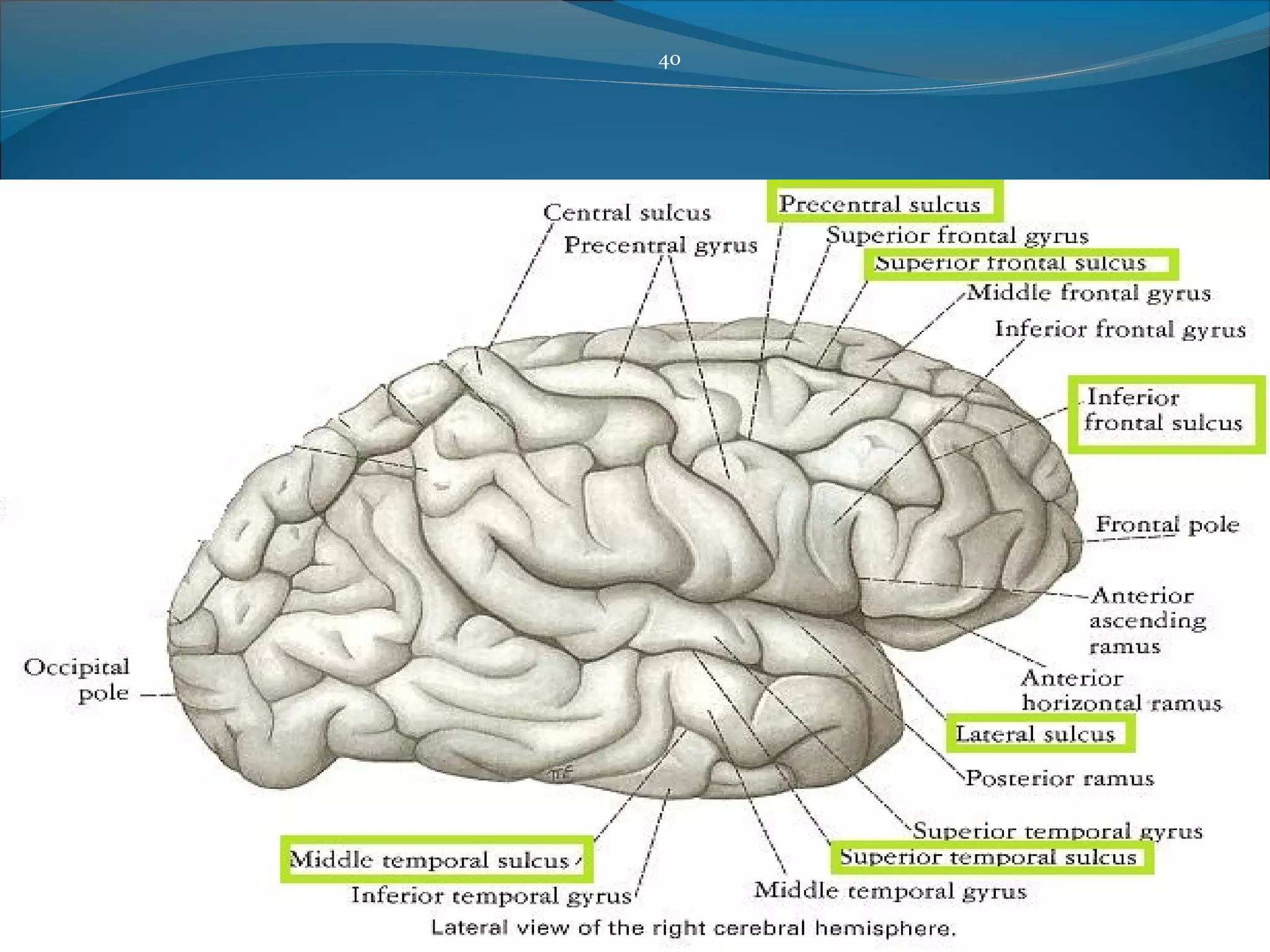 Anatomy of the Cerebrum | PPT | Brain and Nervous System Disorders ...