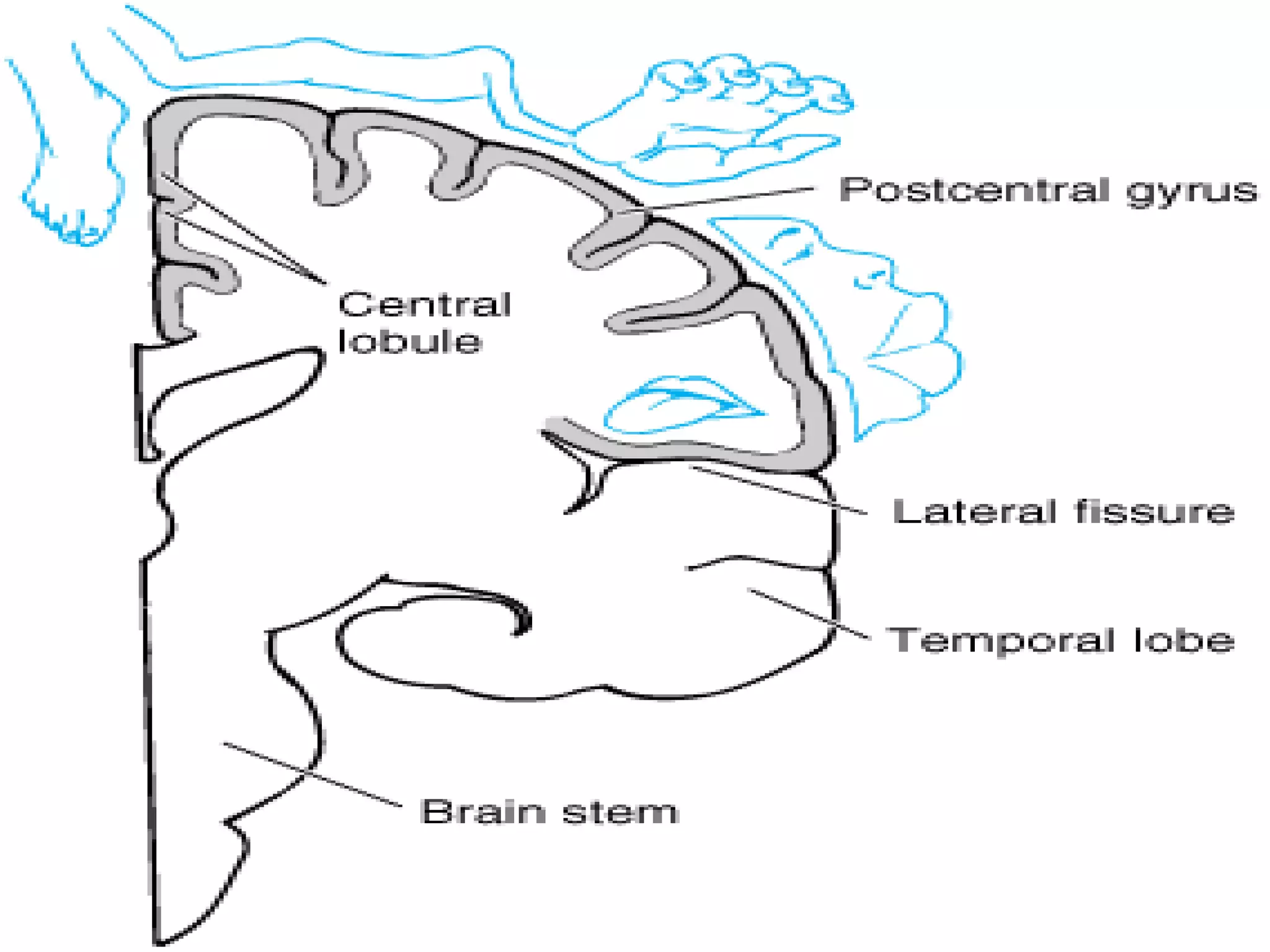 Anatomy of the Cerebrum | PPT