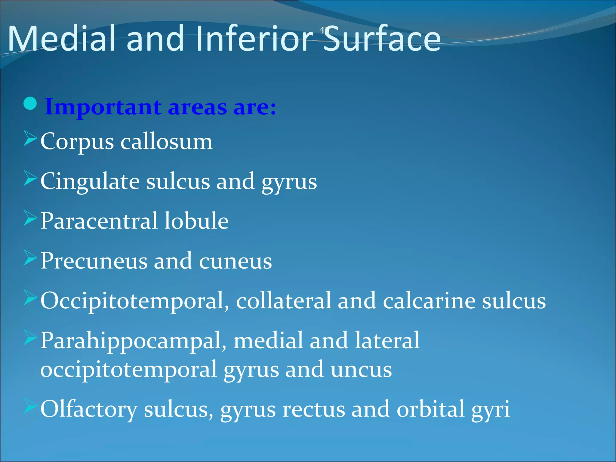 Anatomy of the Cerebrum | PPT