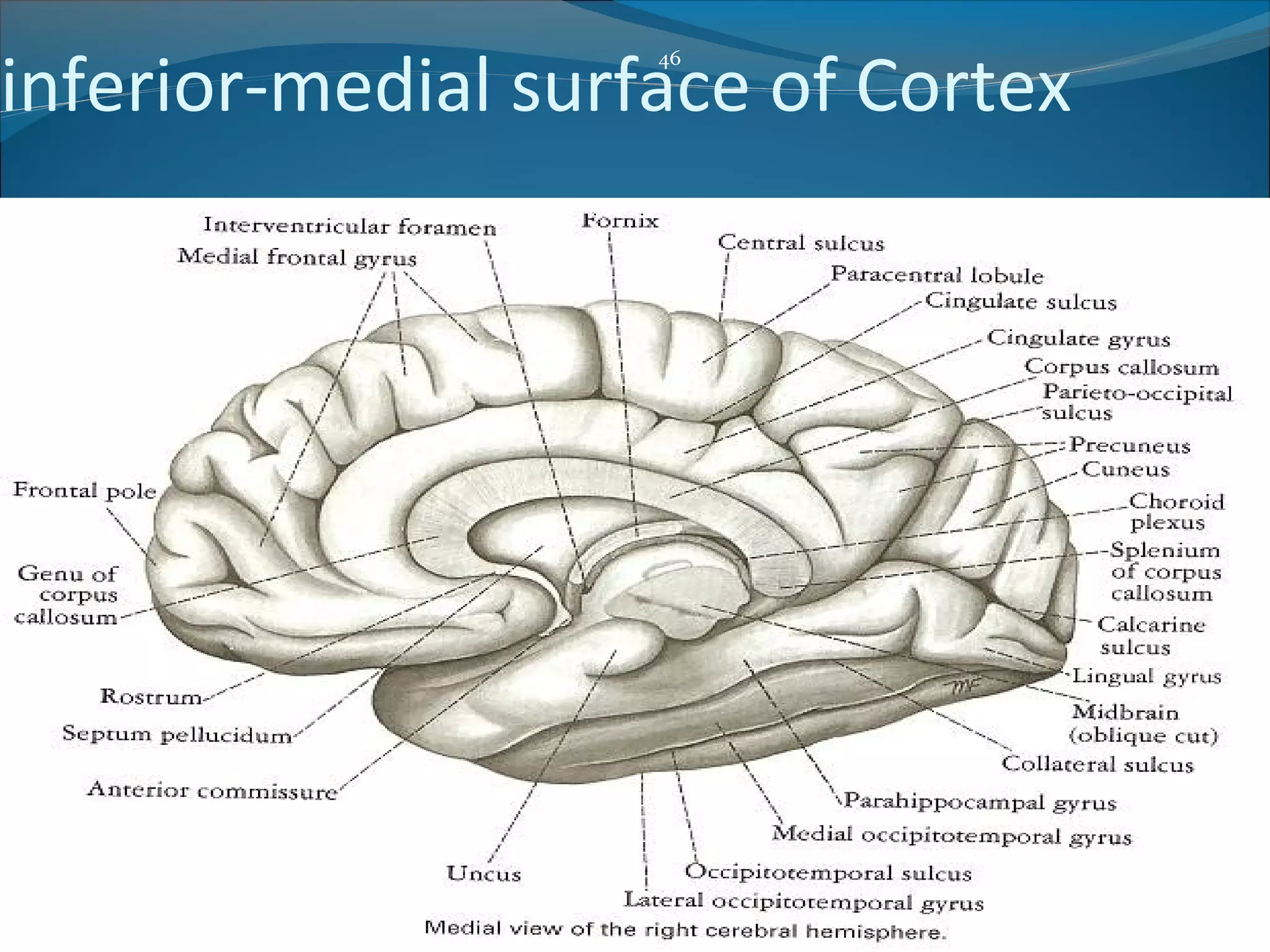 Anatomy of the Cerebrum | PPT