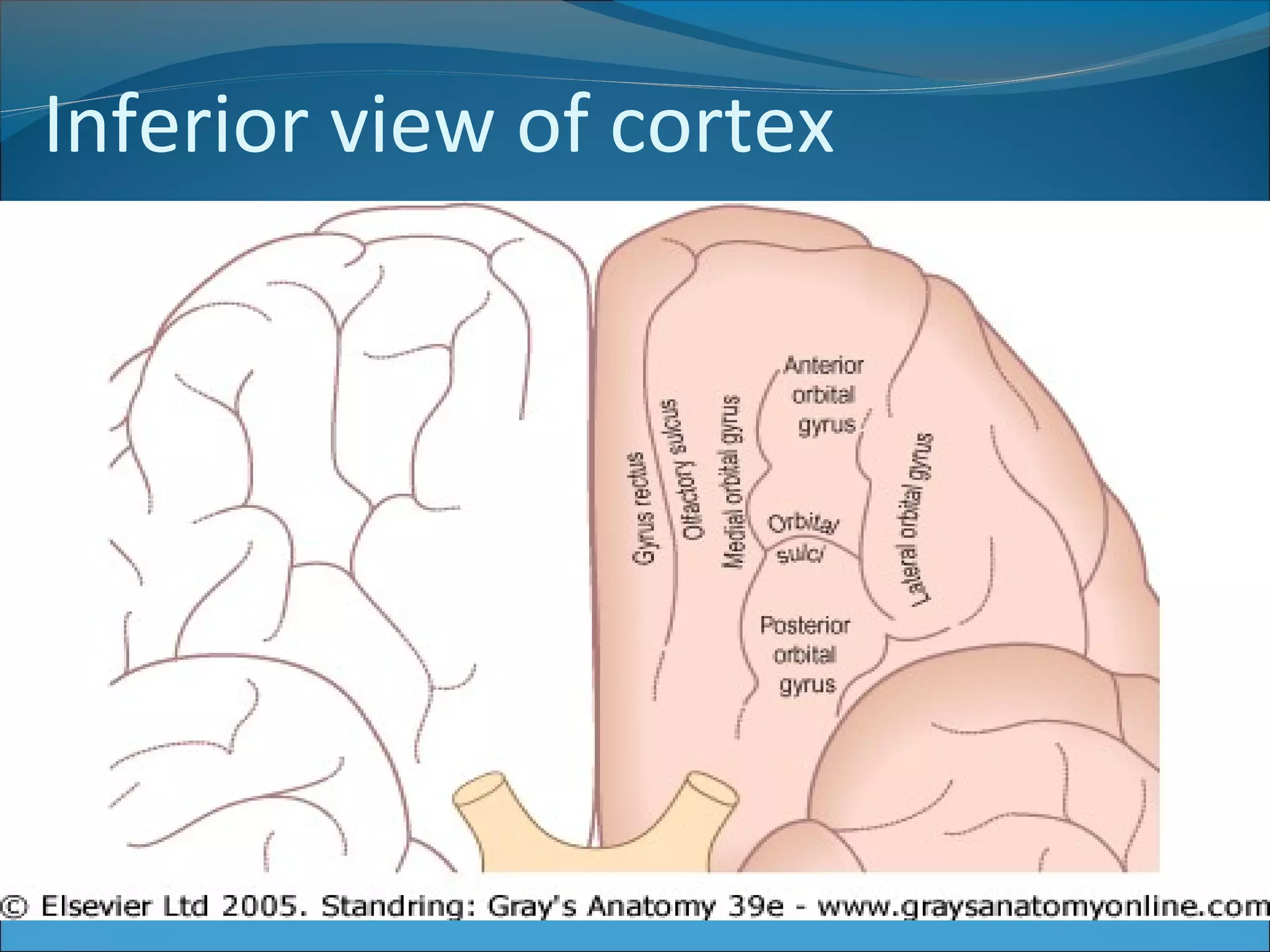 Anatomy of the Cerebrum | PPT