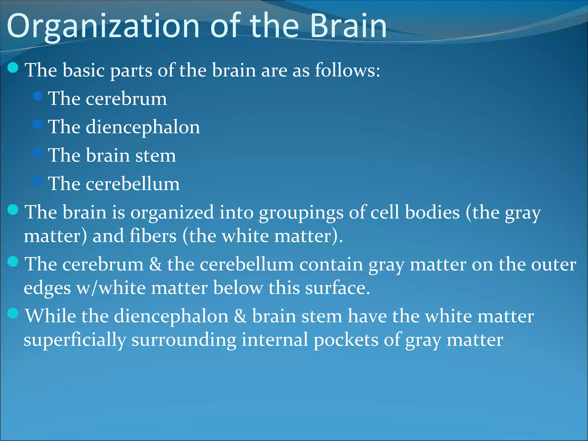 Anatomy of the Cerebrum | PPT