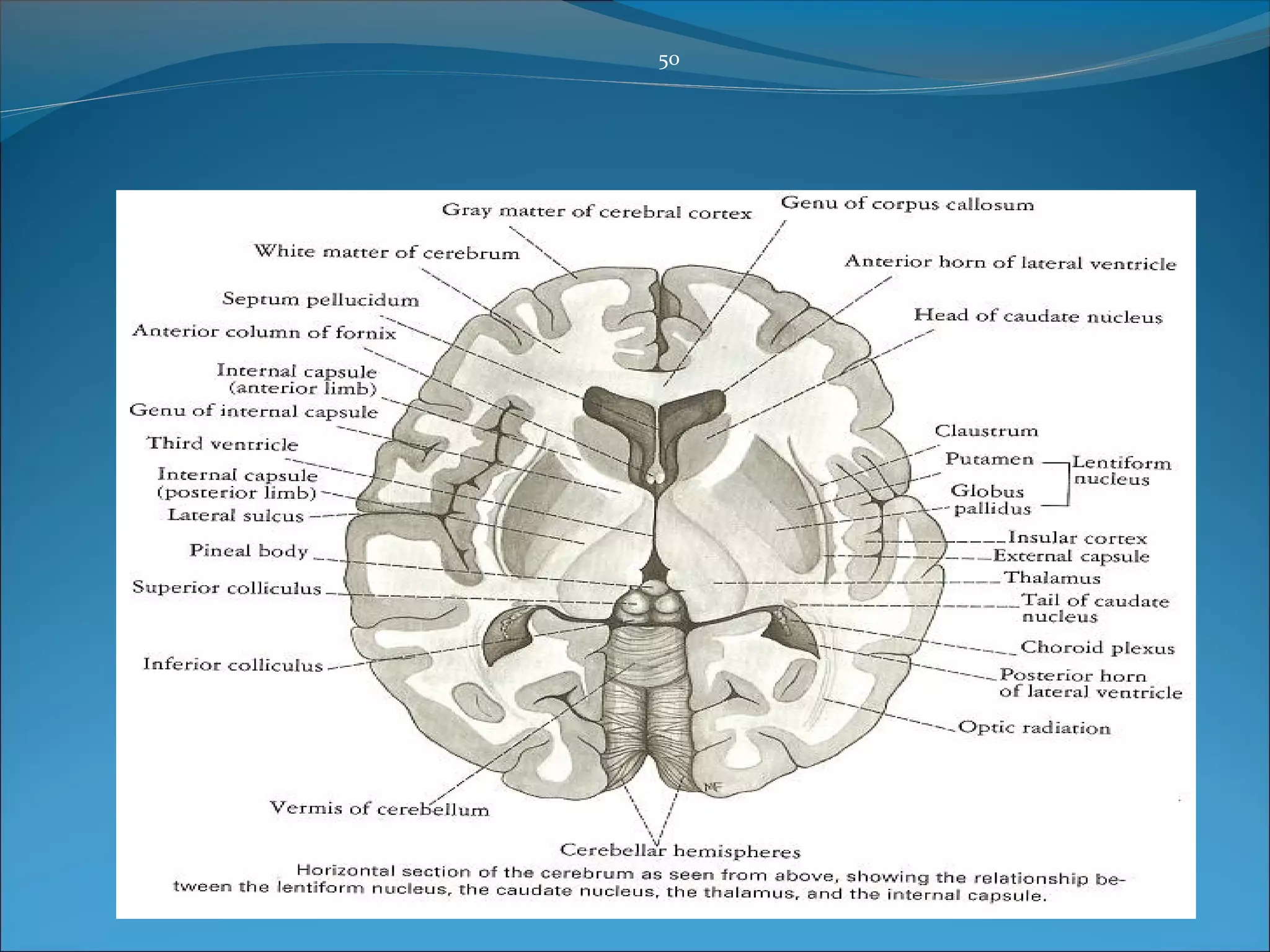 Anatomy of the Cerebrum | PPT