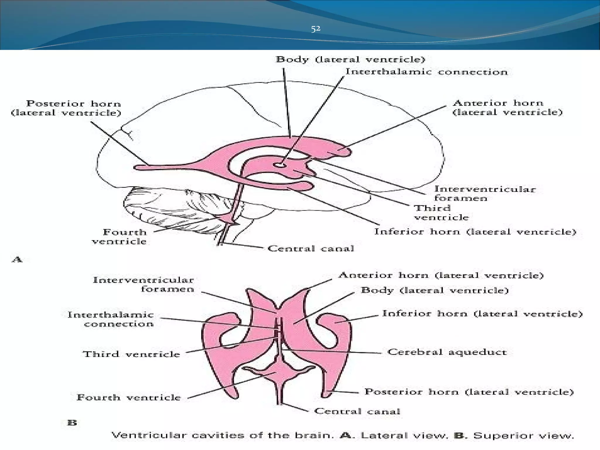 Anatomy of the Cerebrum | PPT