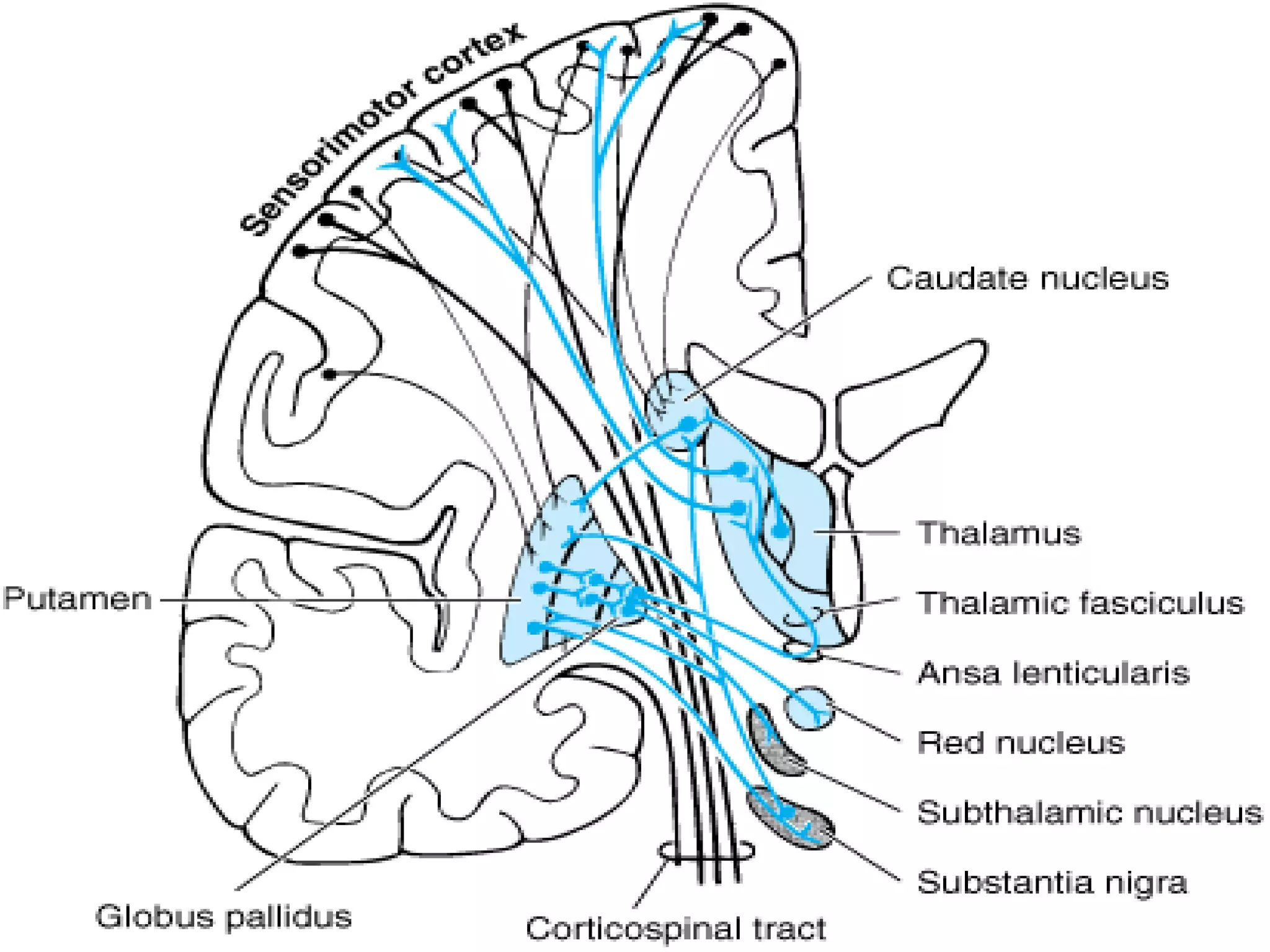 Anatomy of the Cerebrum | PPT