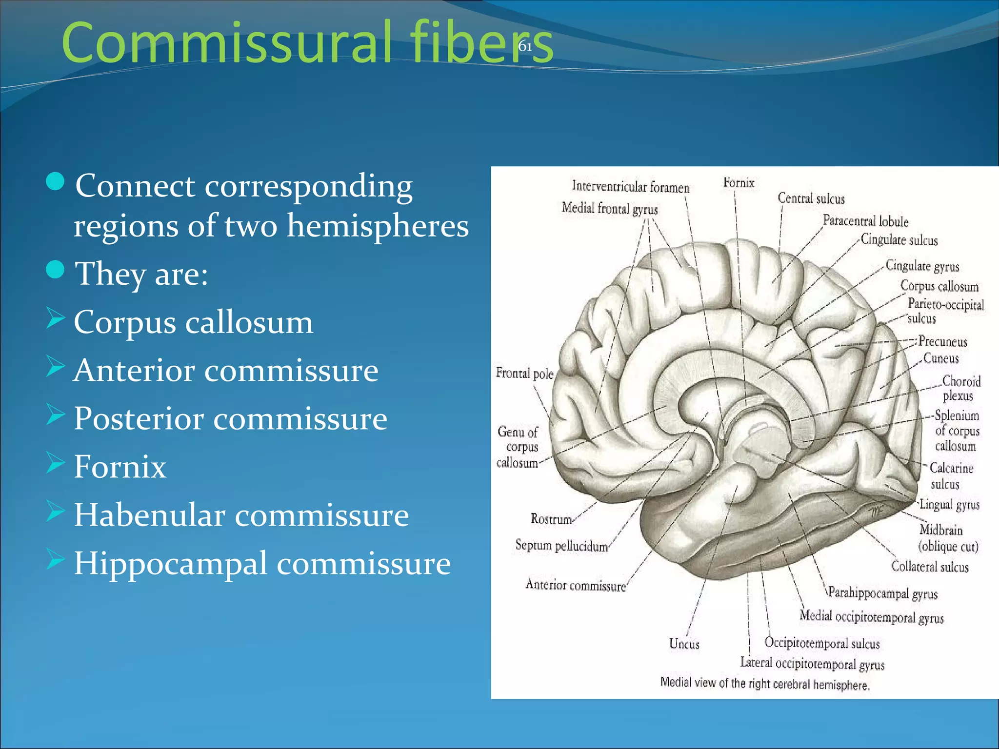 Anatomy of the Cerebrum | PPT