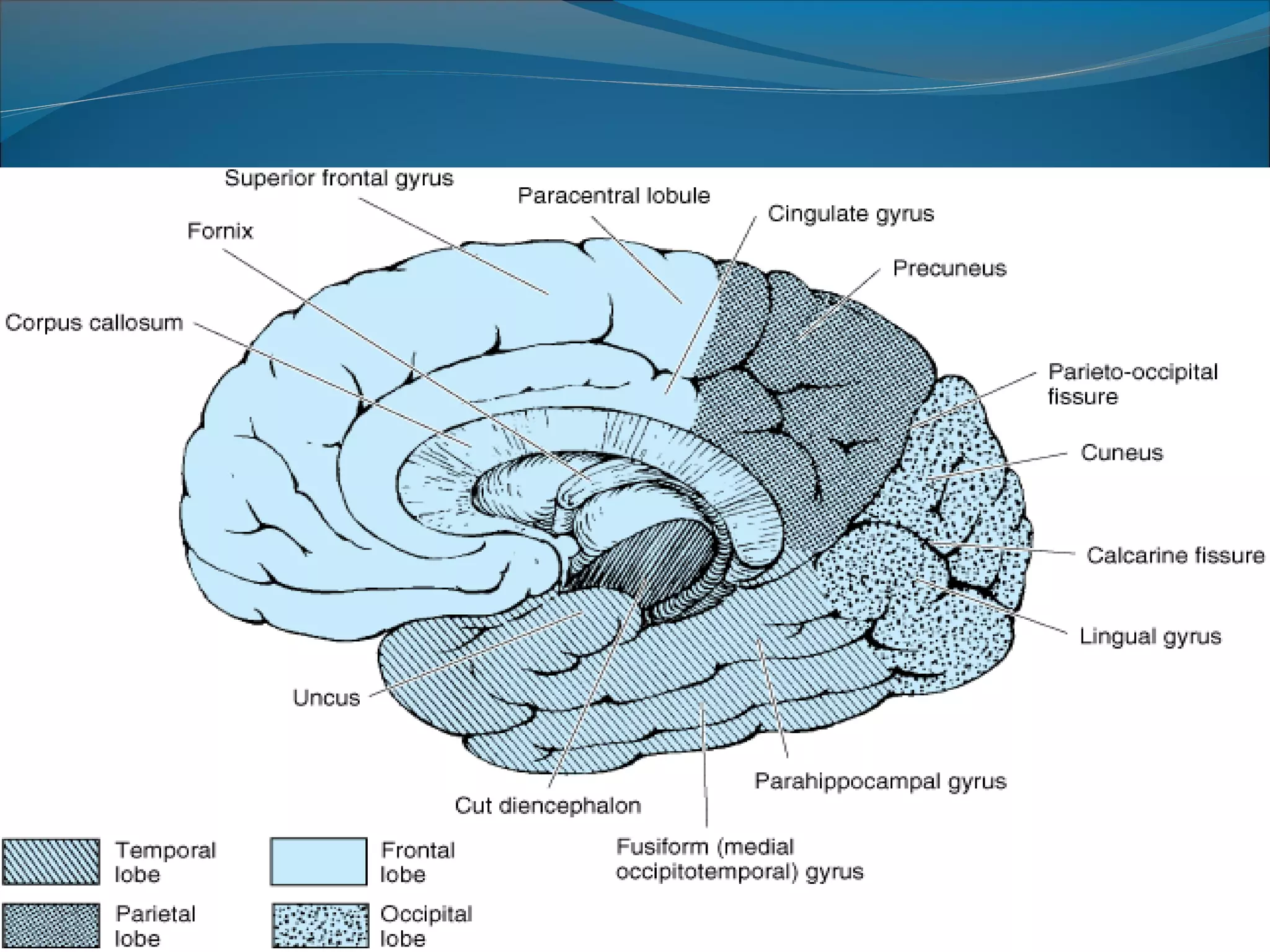 Anatomy of the Cerebrum | PPT