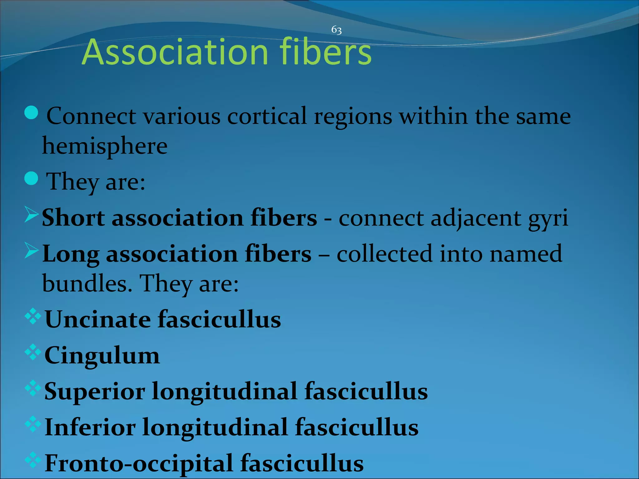 Anatomy of the Cerebrum | PPT