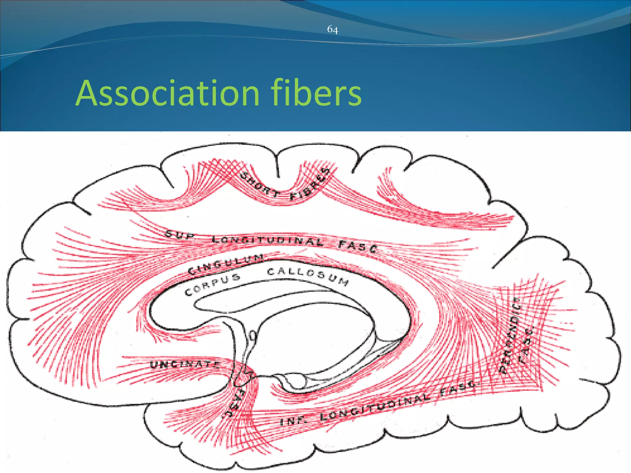 Anatomy of the Cerebrum | PPT