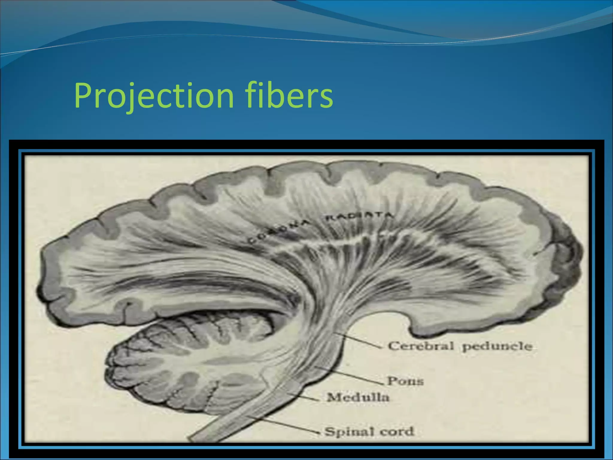 Anatomy of the Cerebrum | PPT