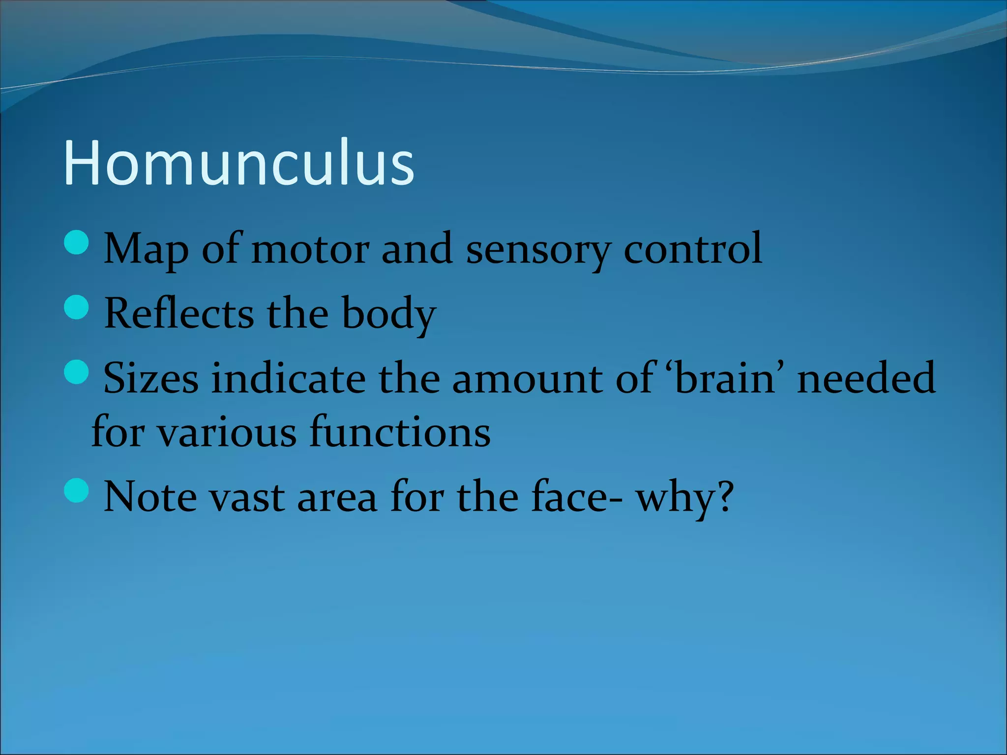 Anatomy of the Cerebrum | PPT