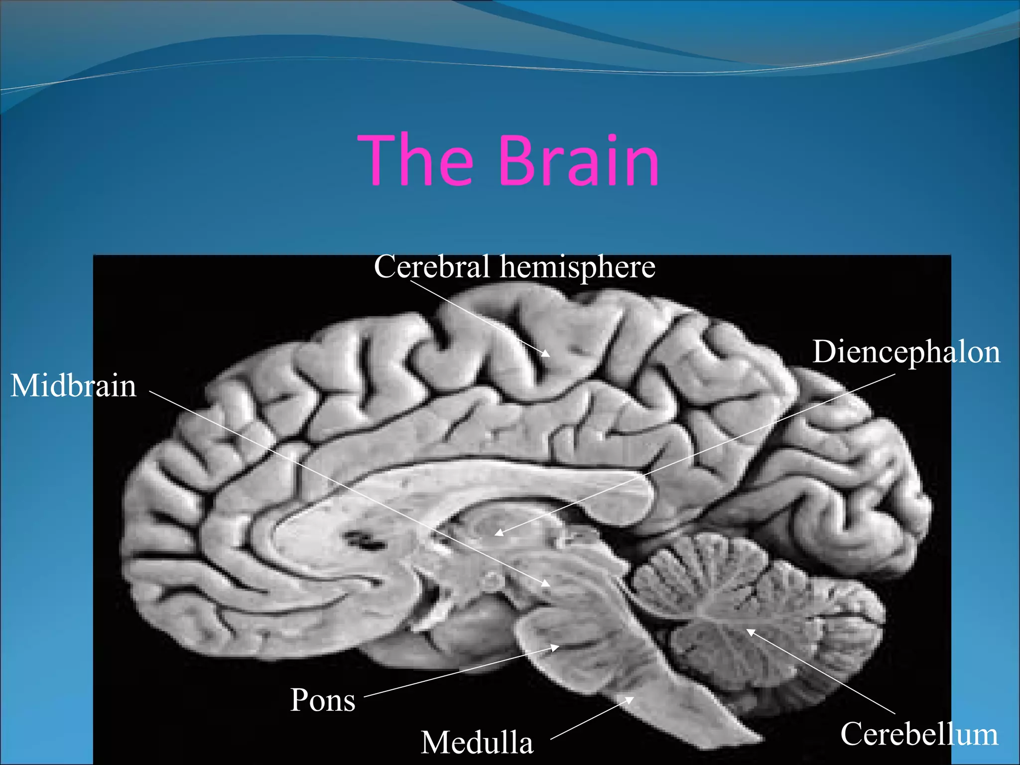 Anatomy of the Cerebrum | PPT | Brain and Nervous System Disorders ...