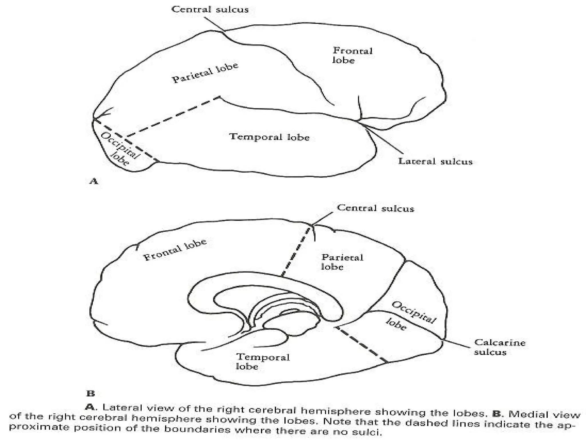 Anatomy of the Cerebrum | PPT