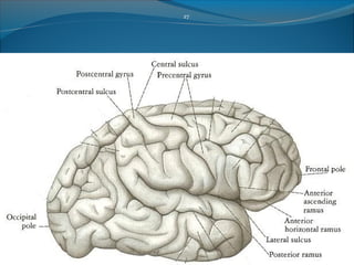 Anatomy of the Cerebrum | PPT