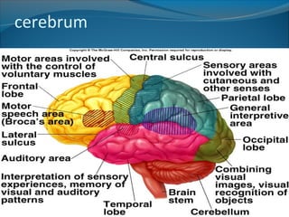 Anatomy of the Cerebrum | PPT