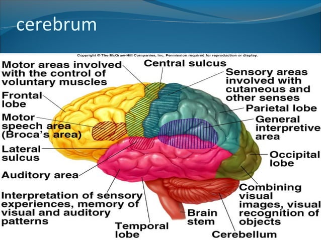 Anatomy of the Cerebrum | PPT | Brain and Nervous System Disorders ...