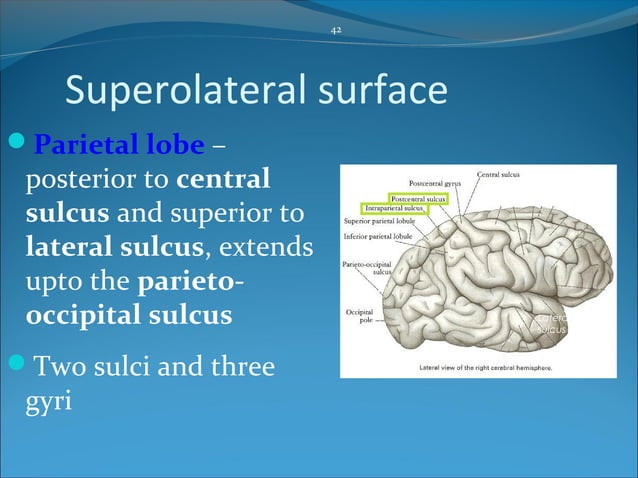 Anatomy of the Cerebrum | PPT | Brain and Nervous System Disorders ...
