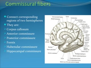 Anatomy of the Cerebrum | PPT