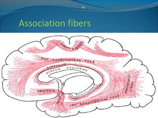 Anatomy of the Cerebrum | PPT