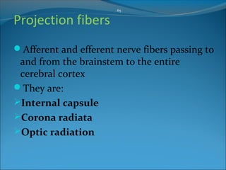 Anatomy of the Cerebrum | PPT