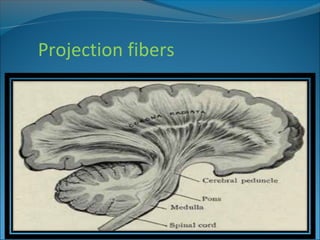 Anatomy of the Cerebrum | PPT
