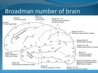 Anatomy of the Cerebrum | PPT
