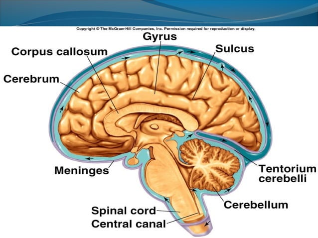 Anatomy of the Cerebrum