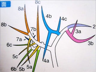 The cystic duct and Callot triangle: important educational reminder ...
