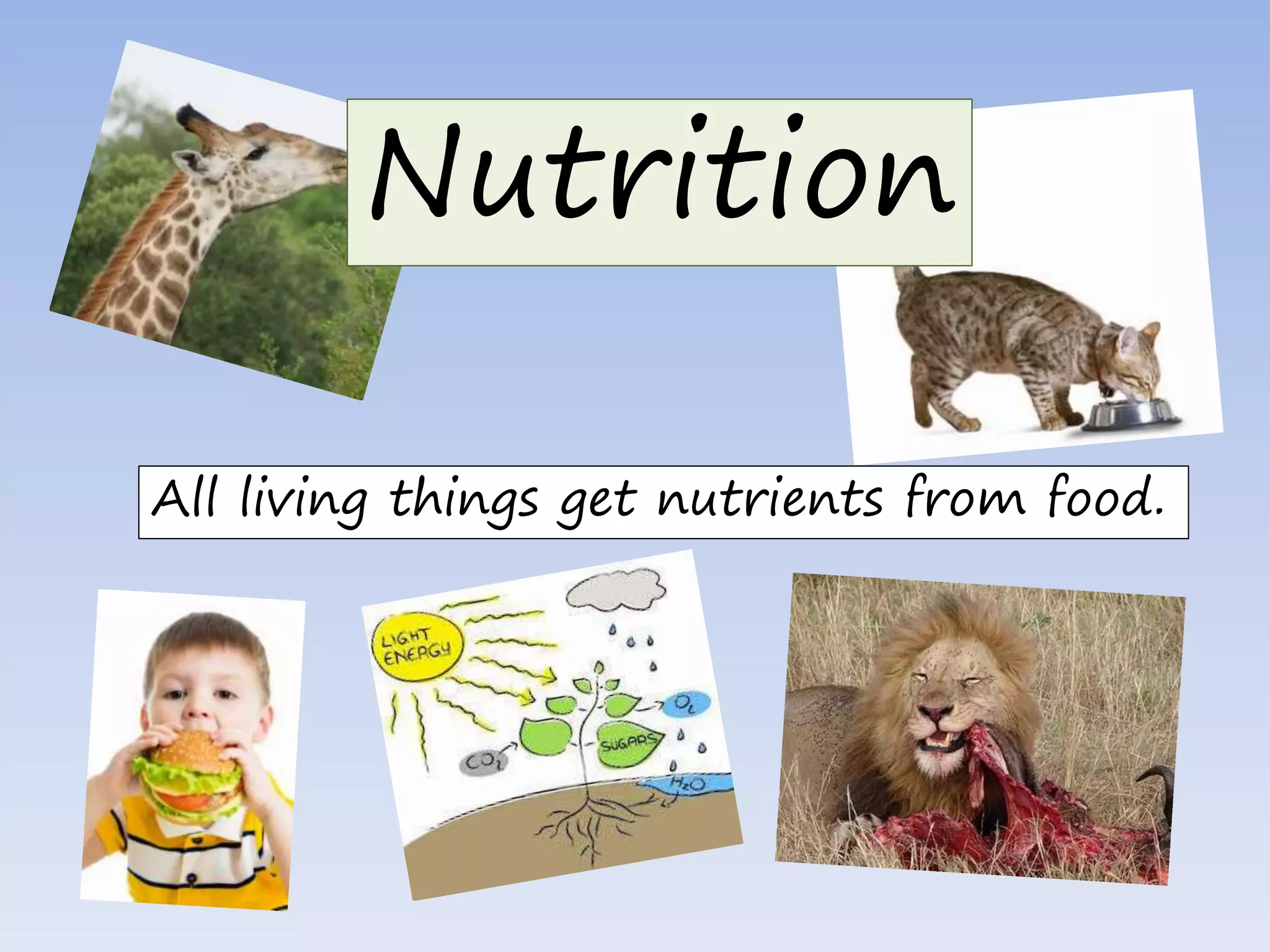 All livin things have 3 life processes | PPTX