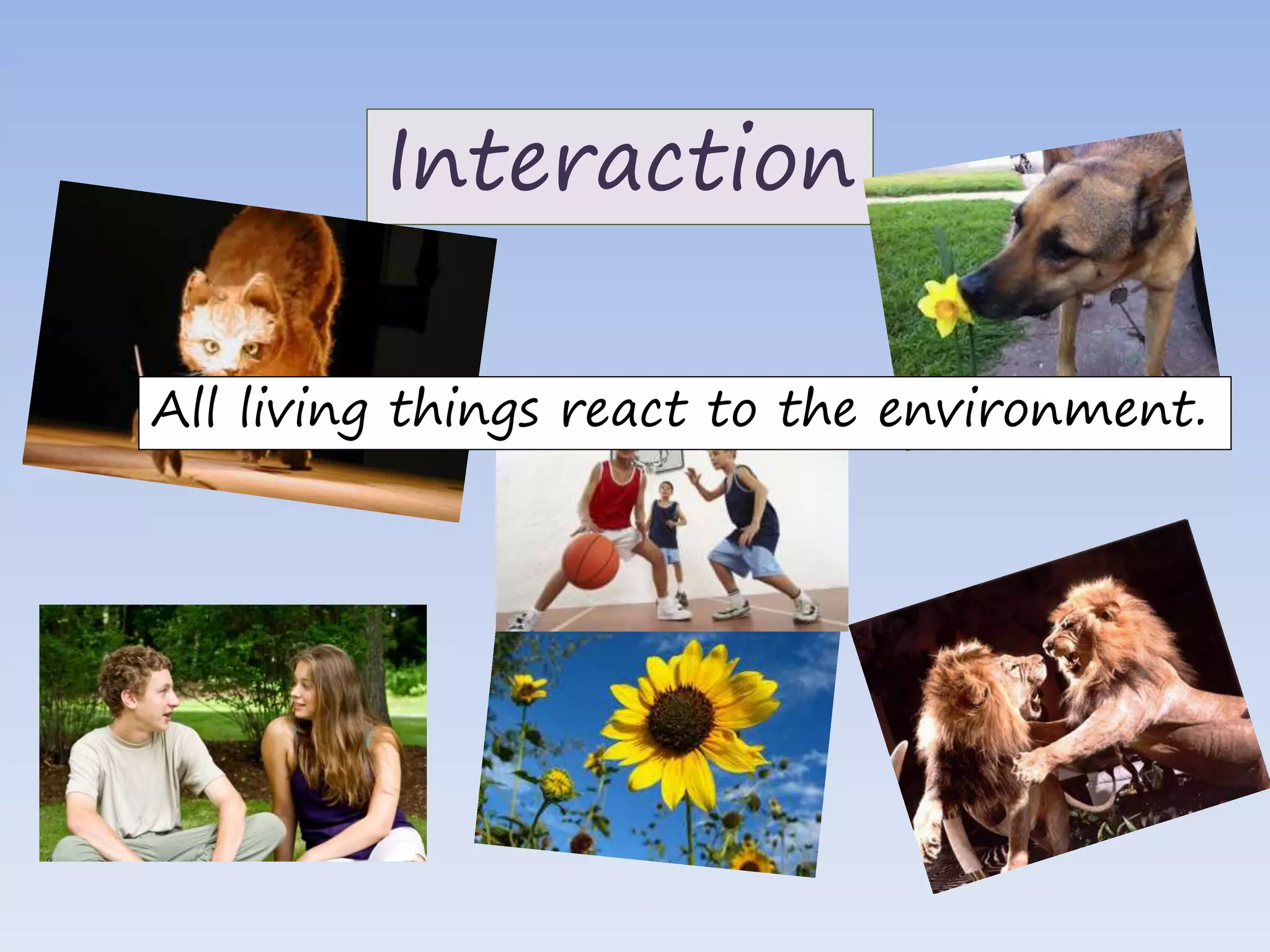 All livin things have 3 life processes | PPTX