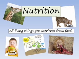 All livin things have 3 life processes | PPTX