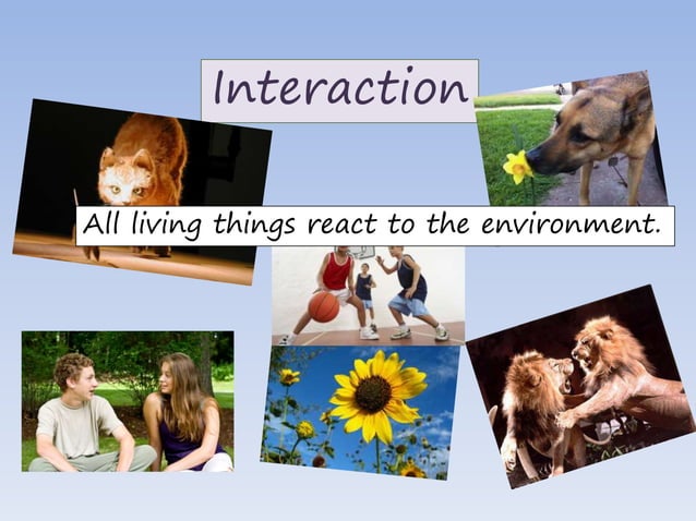 All livin things have 3 life processes | PPTX | Biological Sciences ...