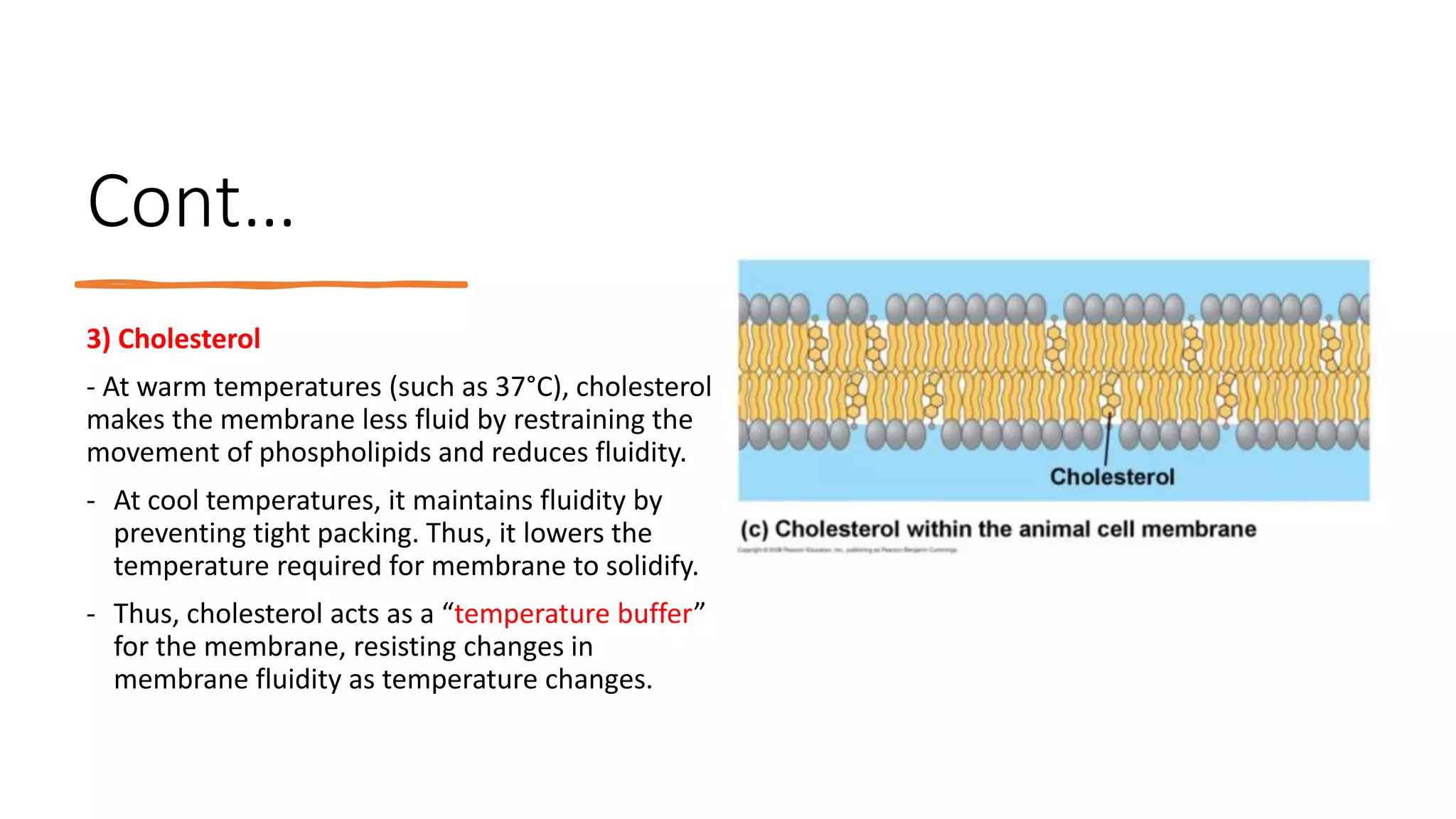 3 List of factors affecting membrane fluidity.pptx
