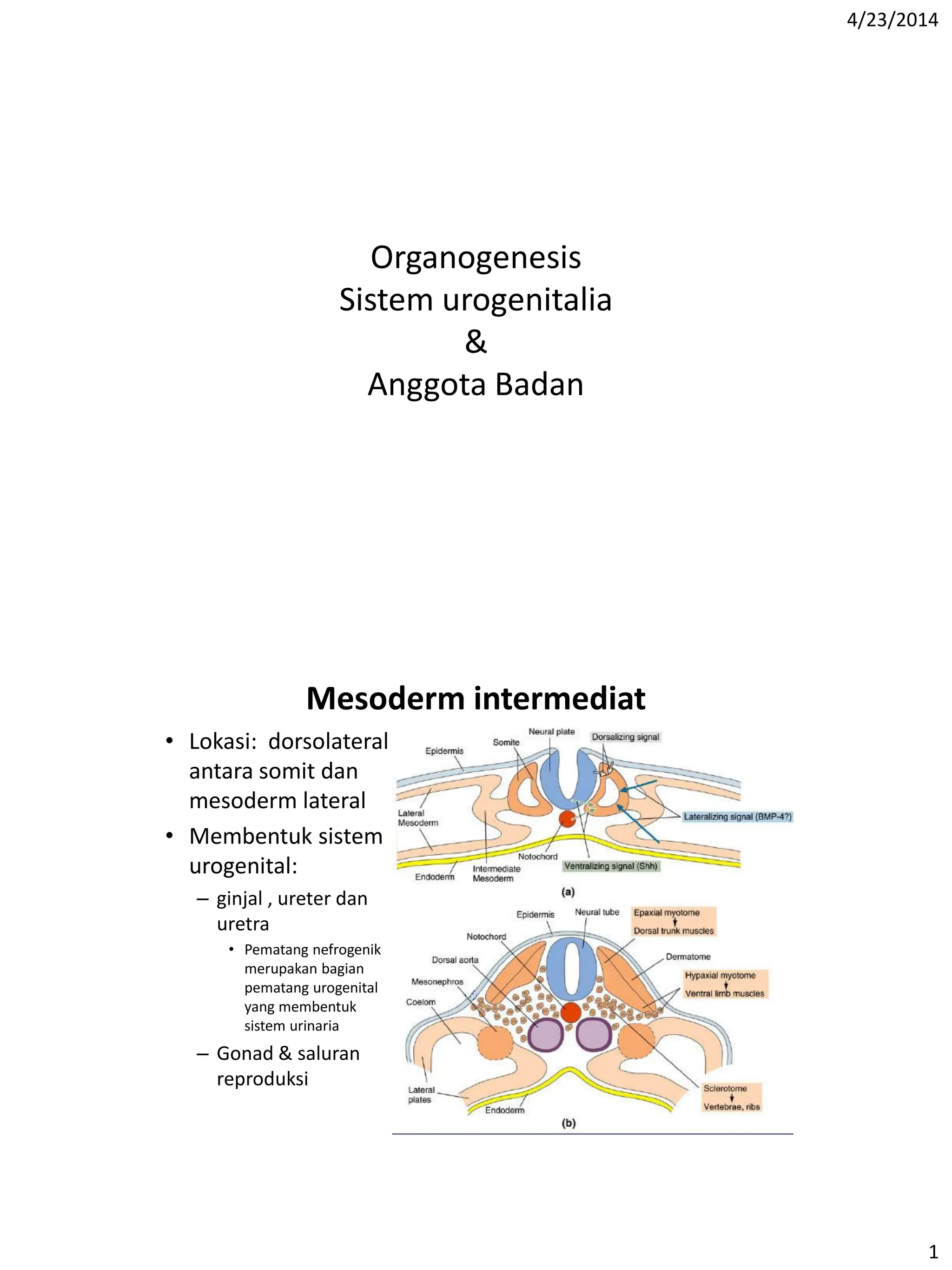 Turunan-mesoderm-urogenital-limb-2014.pdf