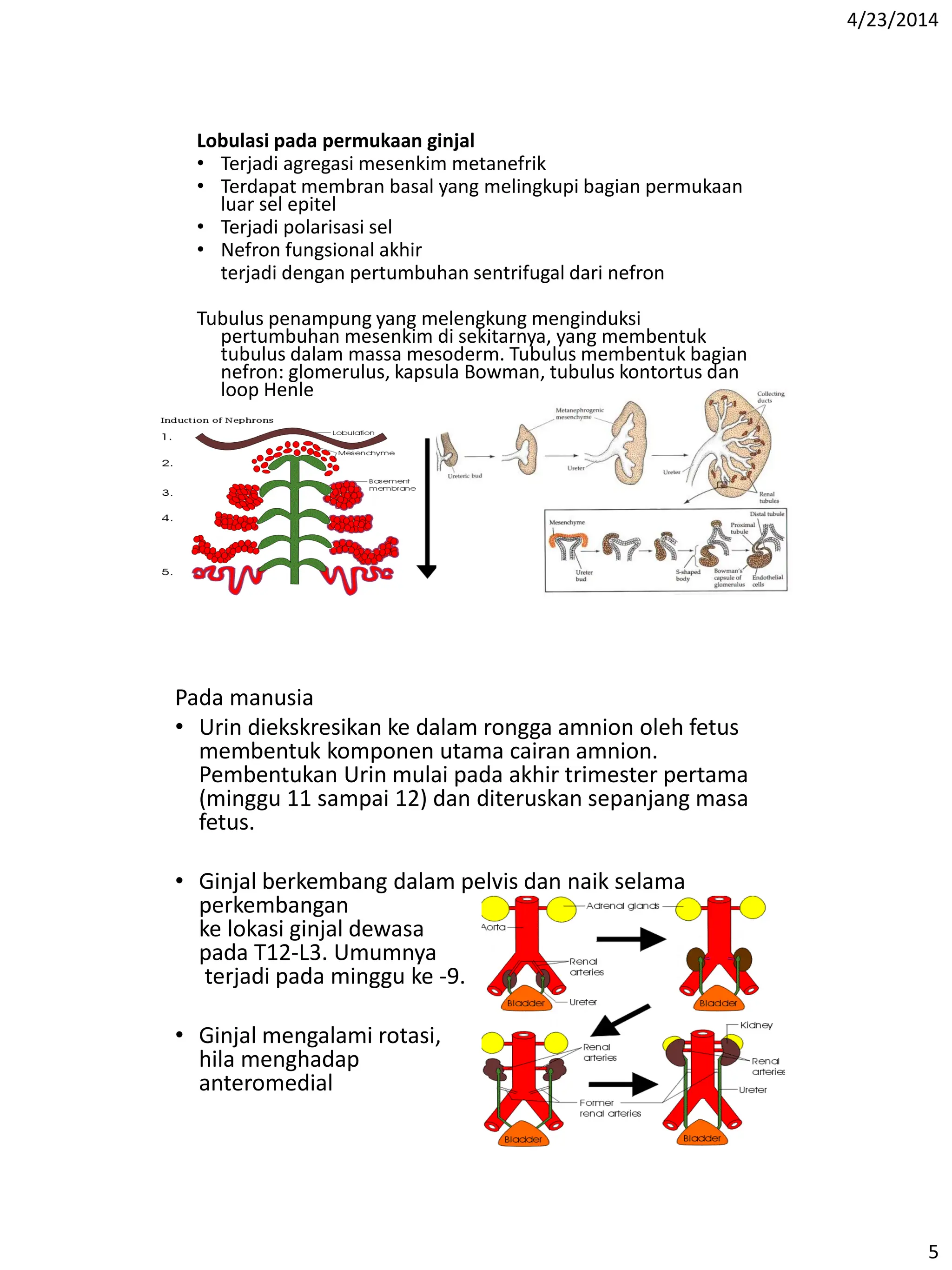Turunan-mesoderm-urogenital-limb-2014.pdf