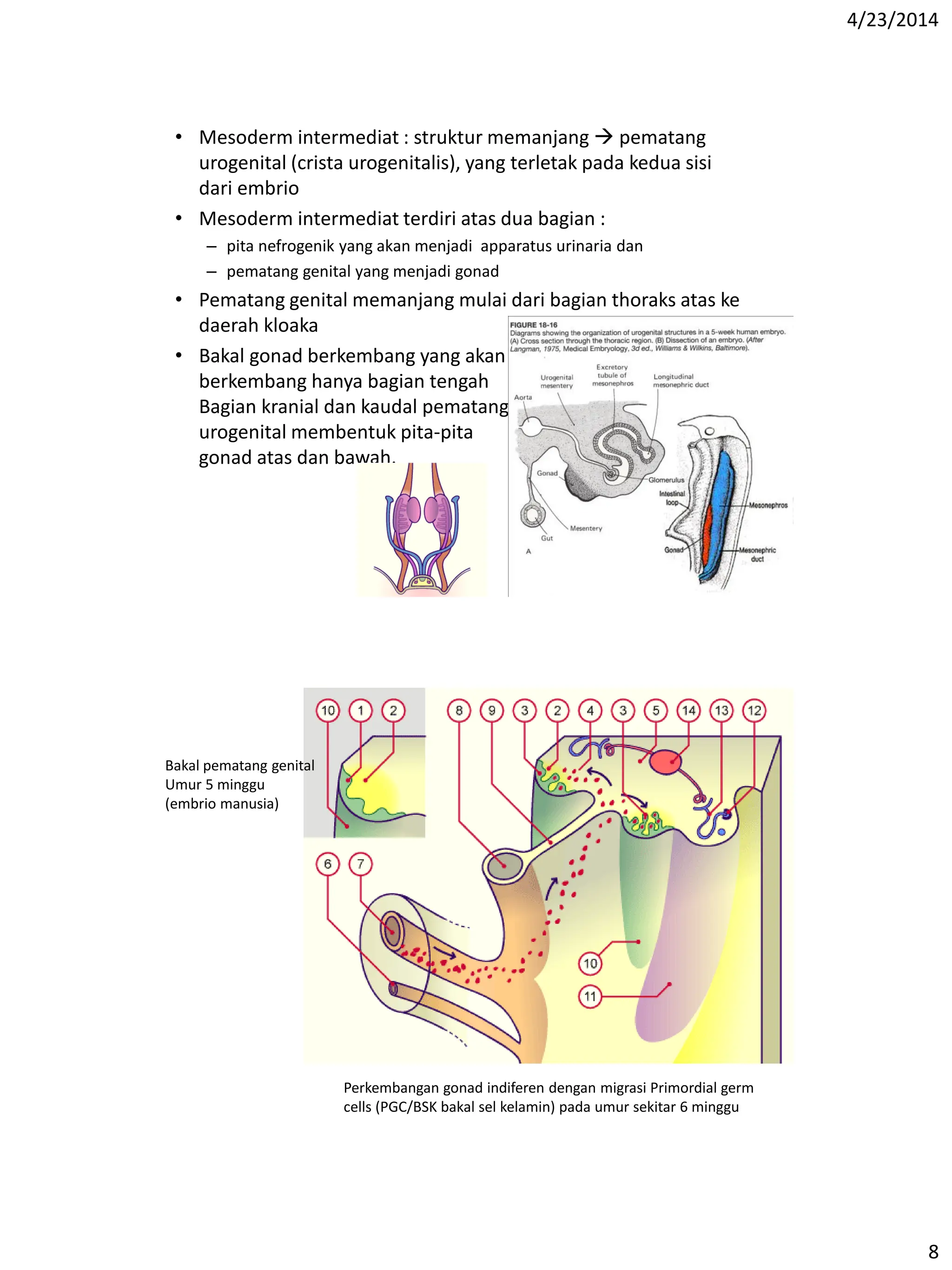 Turunan-mesoderm-urogenital-limb-2014.pdf